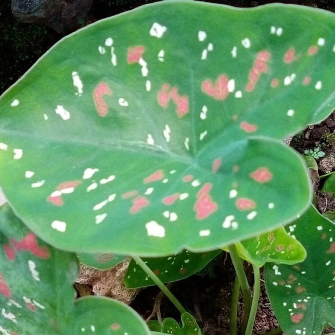 1 Caladium Florida Clown Tricolor Small Bulb. Green Pink White Spots ...