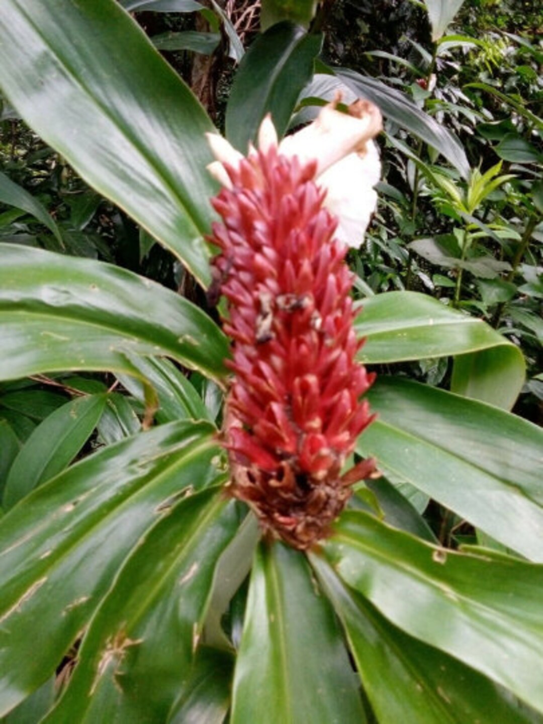 2 Rhizomes Roots With Stalk of Crepe Ginger (cheilocostus, Costus ...