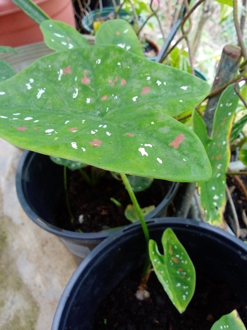 1 Caladium Florida Clown Tricolor Small Bulb. Green Pink White Spots ...