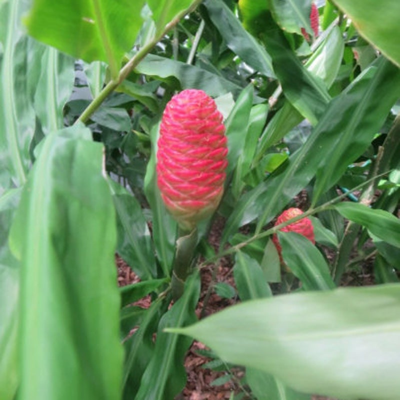 Pine Cones Ginger Plant - Etsy