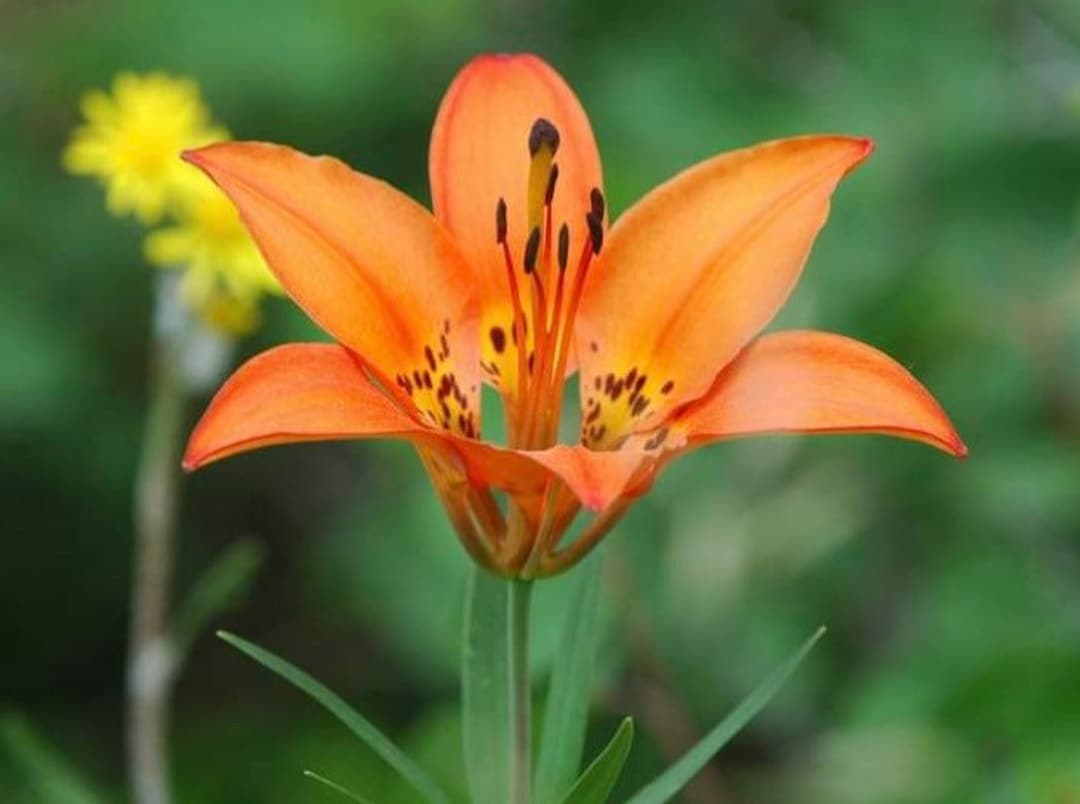 10 Tiger Tawny Orange Daylily Perennial Starts, Blooms Mid to Late ...