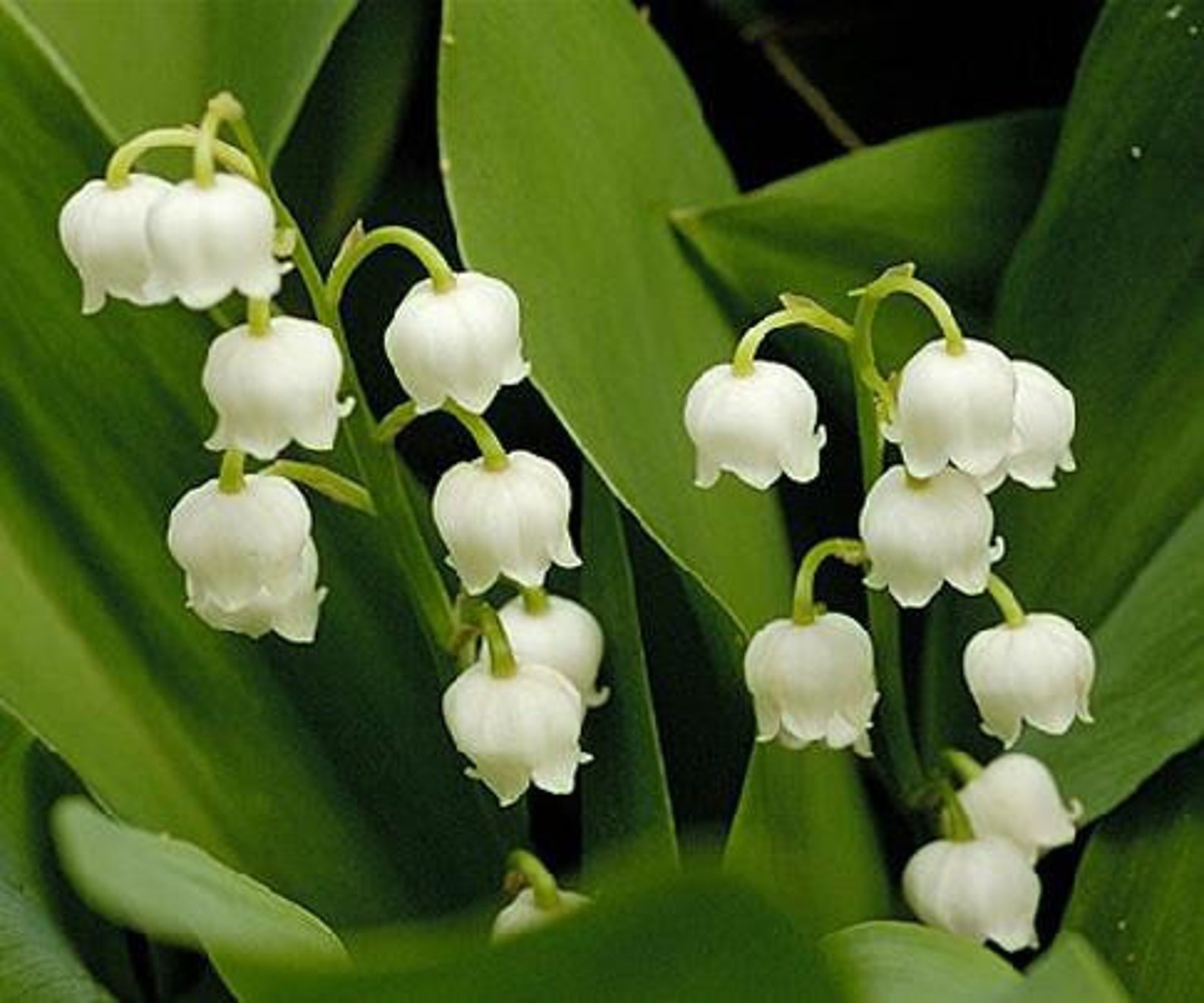 10 Lilly of the Valley, May Lilly Perennial Starts. Blooms White Bell ...