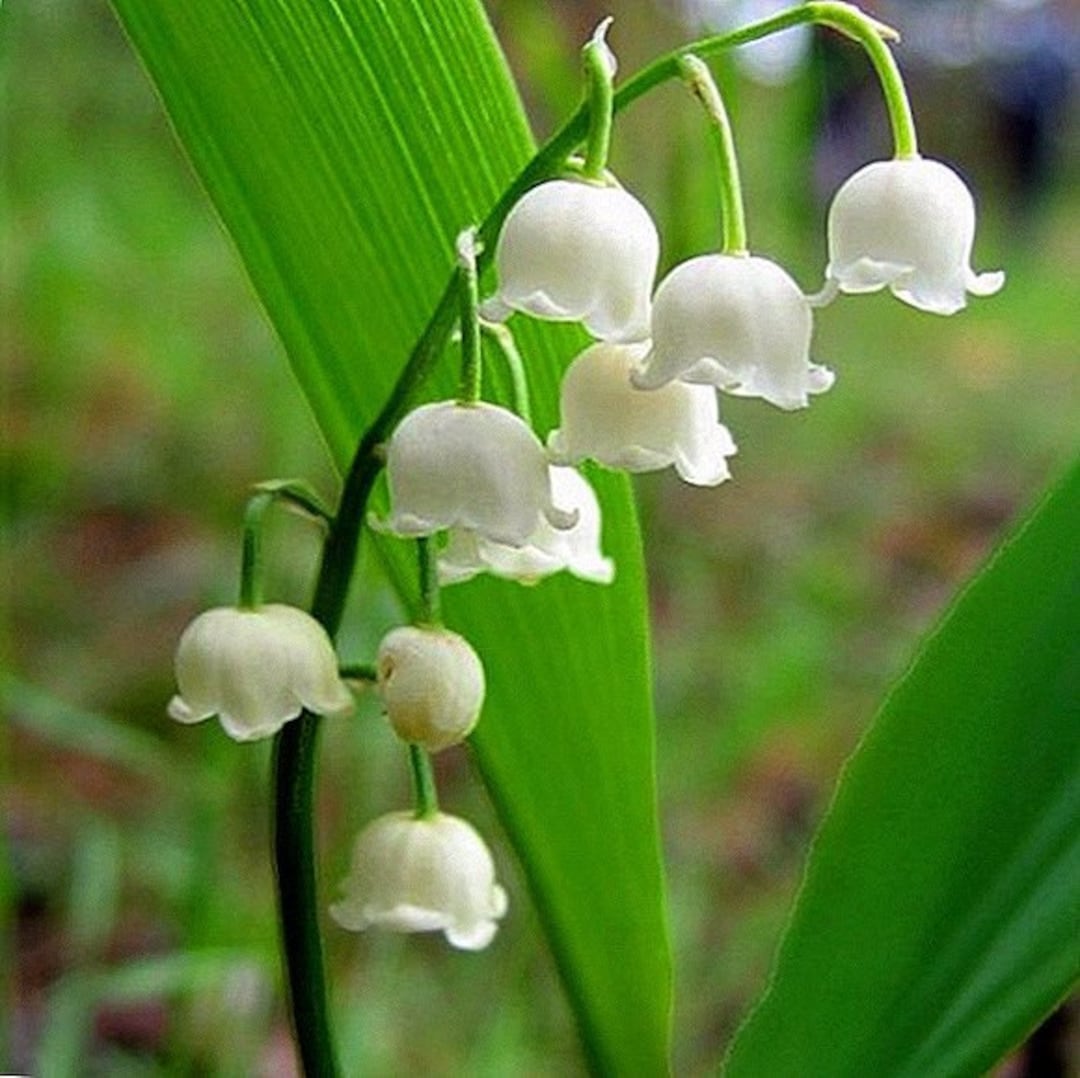 10 Lilly Of The Valley May Lilly Perennial Starts Blooms White Bell