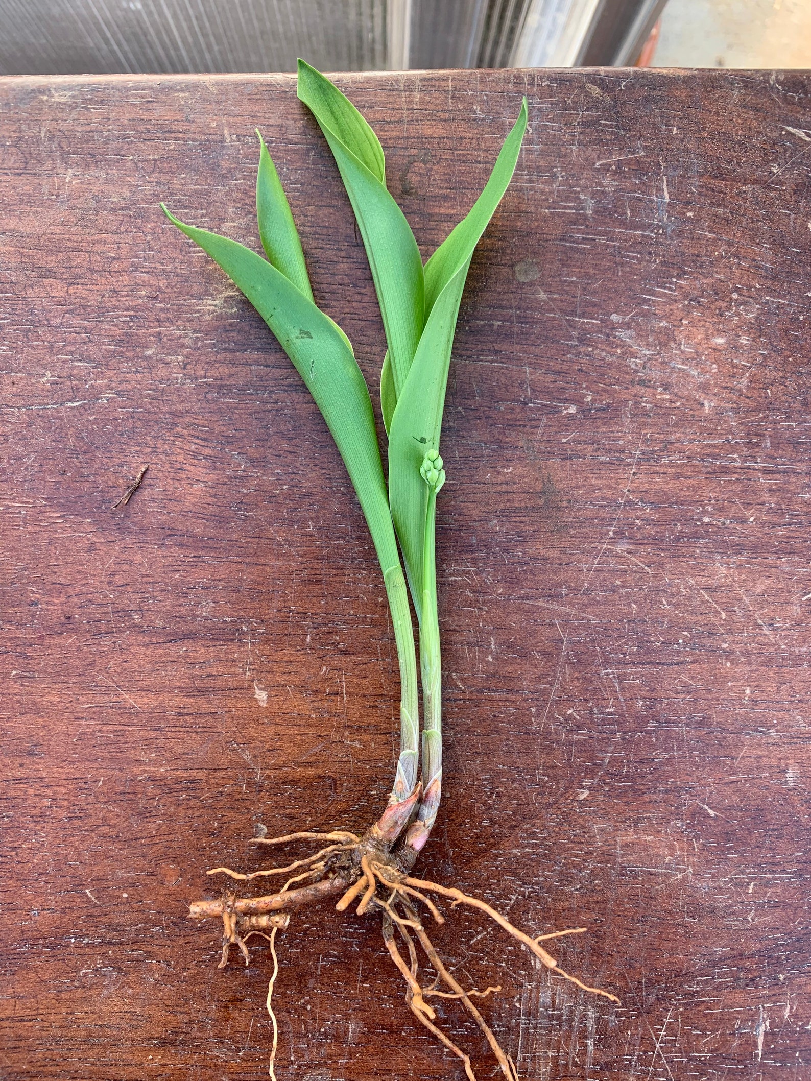 10 Lilly of the Valley, May Lilly Perennial Starts. Blooms White Bell ...