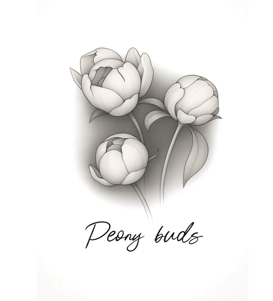 Learn to Draw Peonies - Etsy