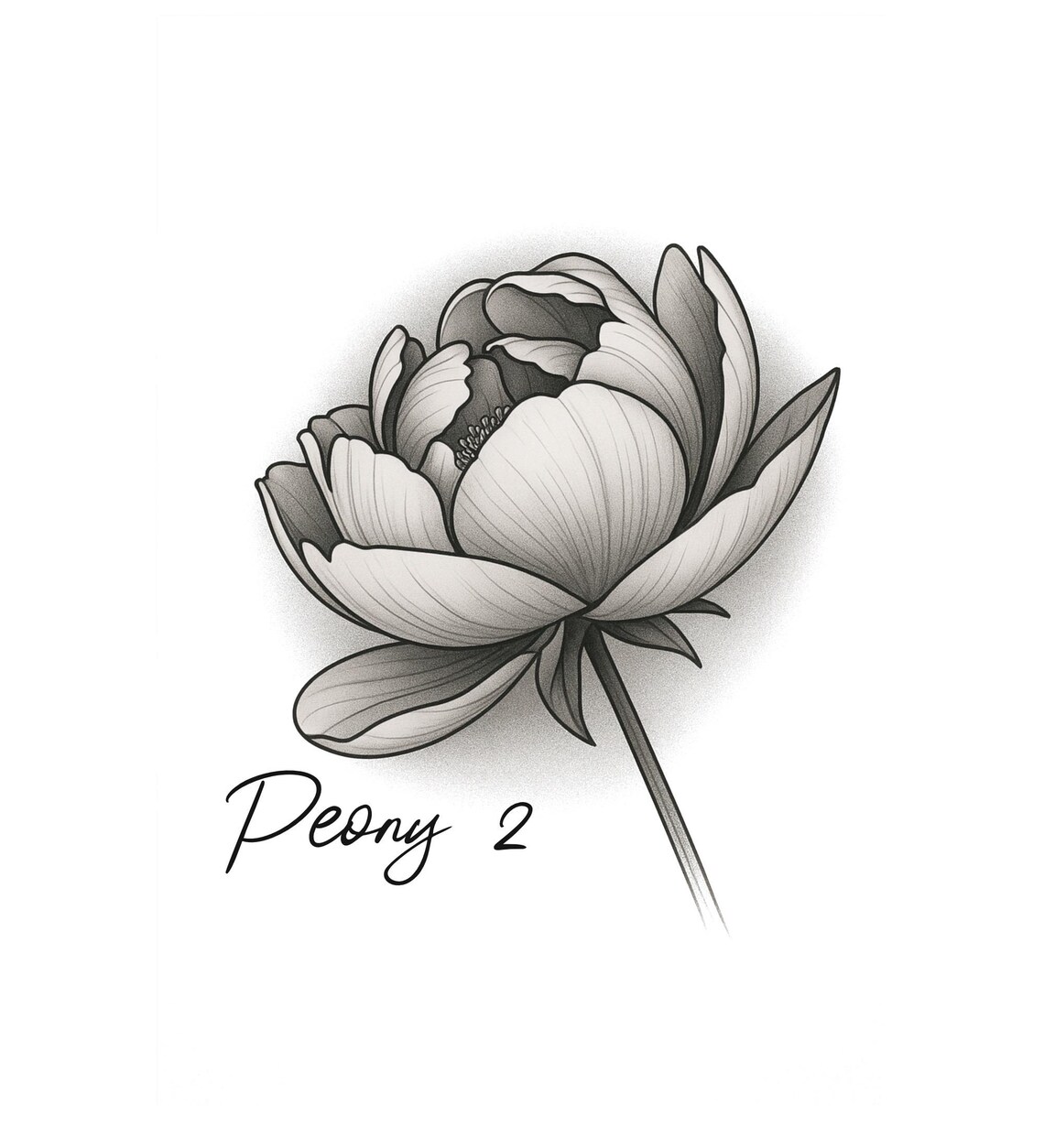 Learn to Draw Peonies - Etsy