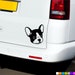 FRENCH BULLDOG V2 Car Sticker Decal Vinyl Bumper Window Funny Dog ...