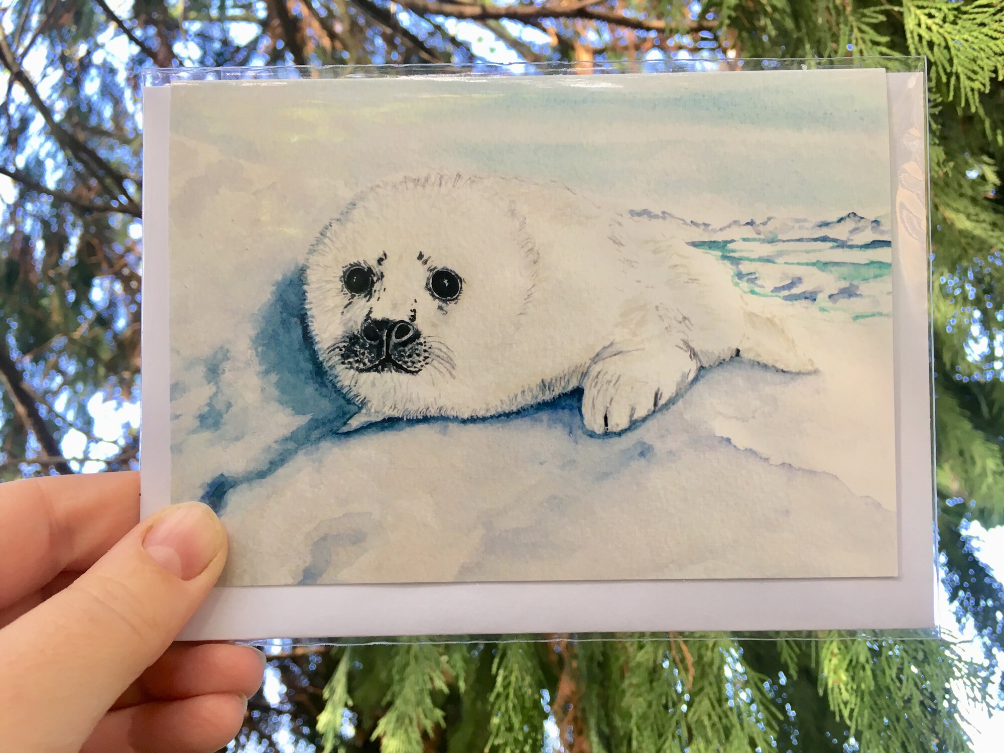 Harp Seal - Art Greetings Card, Beach Card, Wildlife Card, Christmas ...