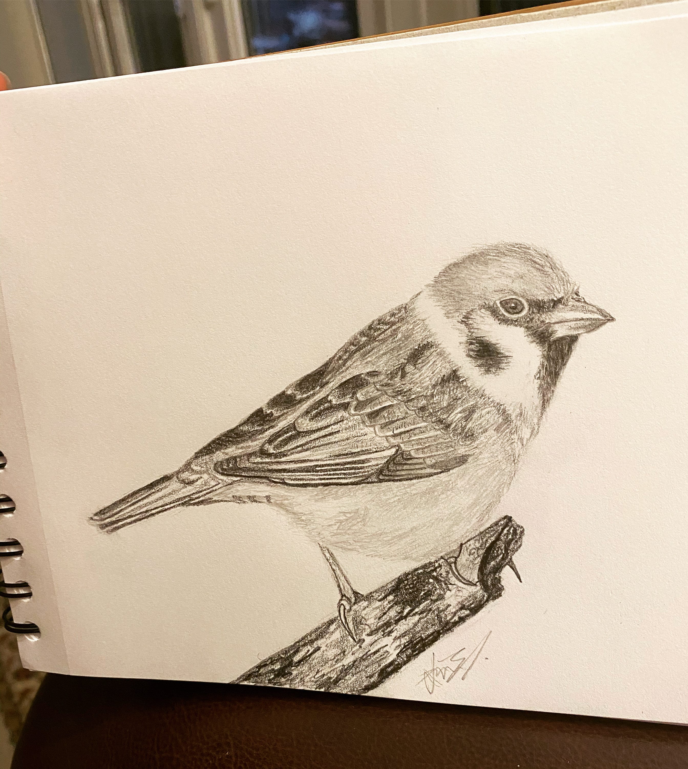 Original Spatz Bleistift Zeichnung - Etsy.de