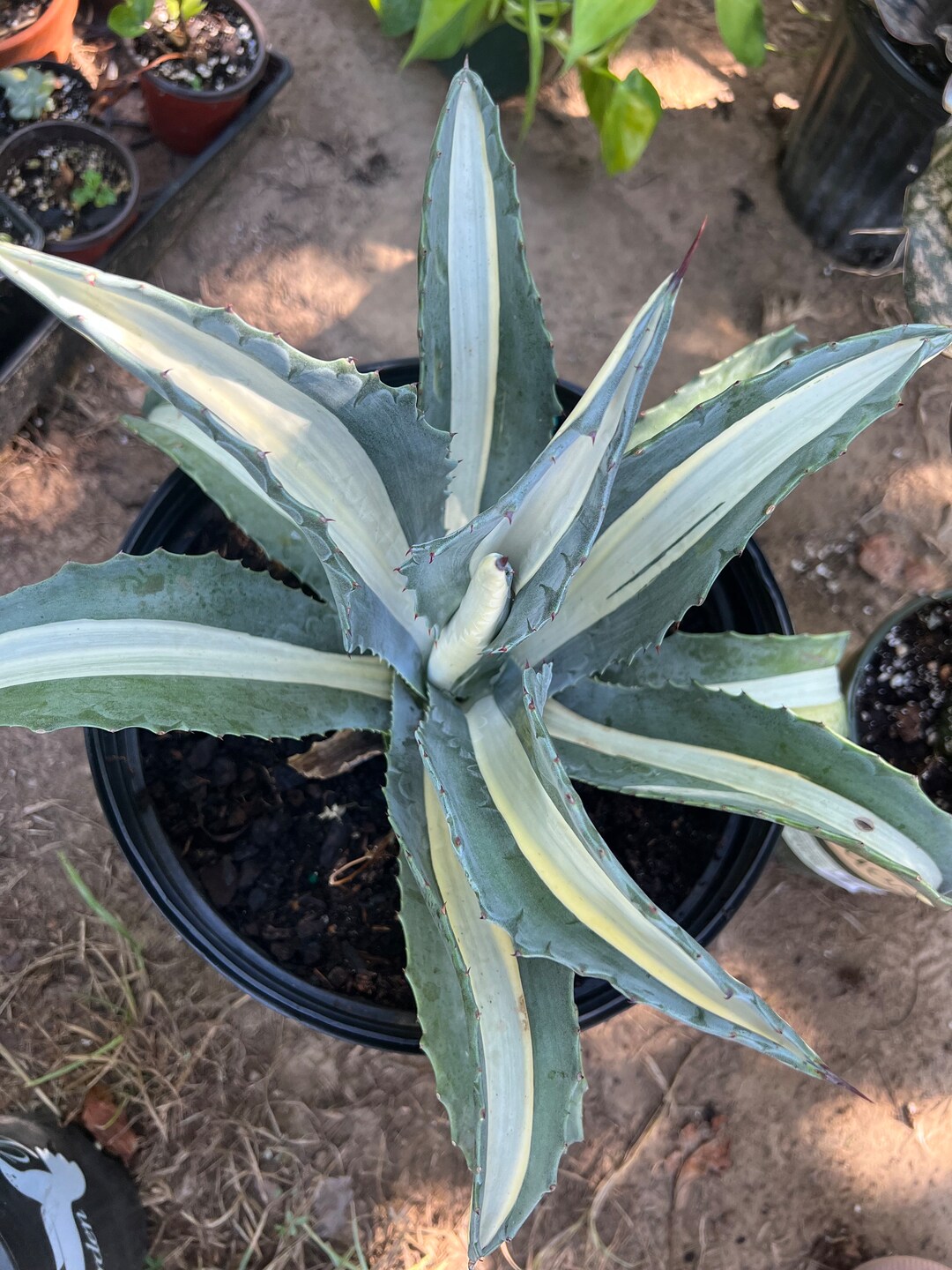 Agave Americana 'mediopicta Alba' White Striped - Etsy