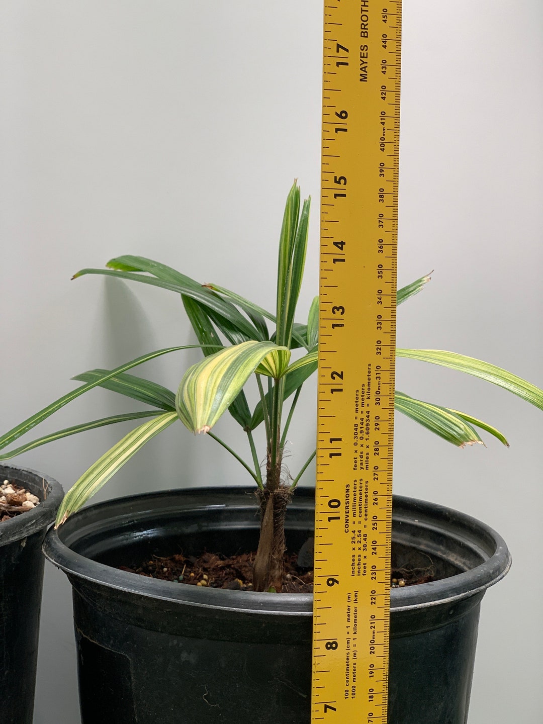 Wildpretii - 'ayanishiki' Variegated Rhapis Excelsa Lady Palm Plant for ...