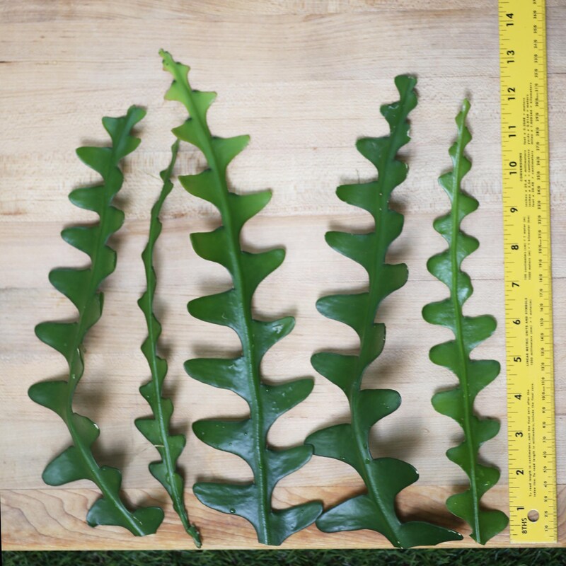 Ric Rac Cactus - Etsy