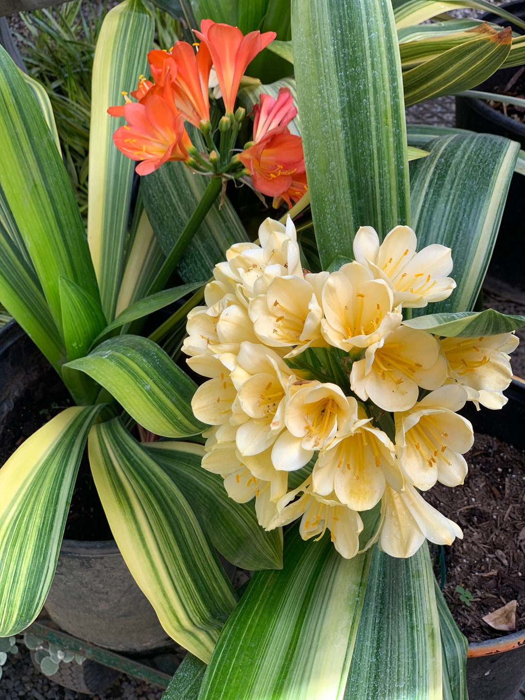 Wildpretii- Variegated Clivia Miniata Orange Flowers - Etsy