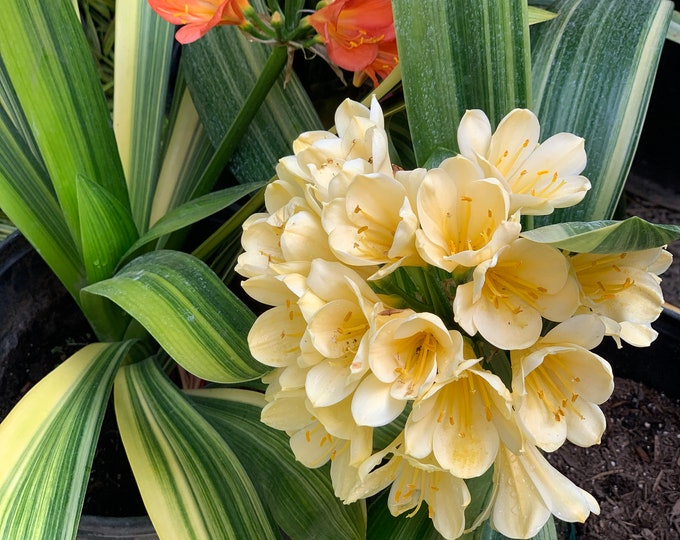Wildpretii- Variegated Clivia Miniata Orange Flowers - Etsy