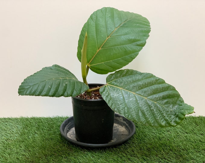 Wildpretii RARE Ficus Dammaropsis 1gal Plant for Sale - Etsy