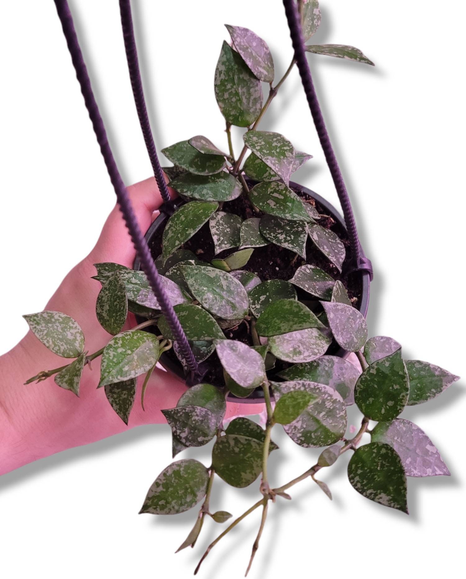 Plants Ferns, Grasses & Bamboo Outdoor & Gardening 2plants Hoya ...