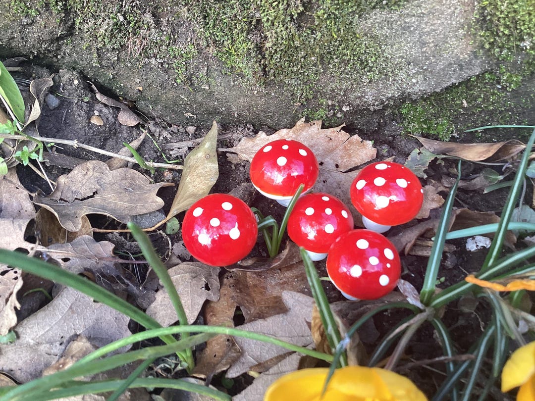 Miniature Red Fairy Pixie Toadstools for Garden. Set of 5 Mushrooms Ideal Mothers Day Gift ...
