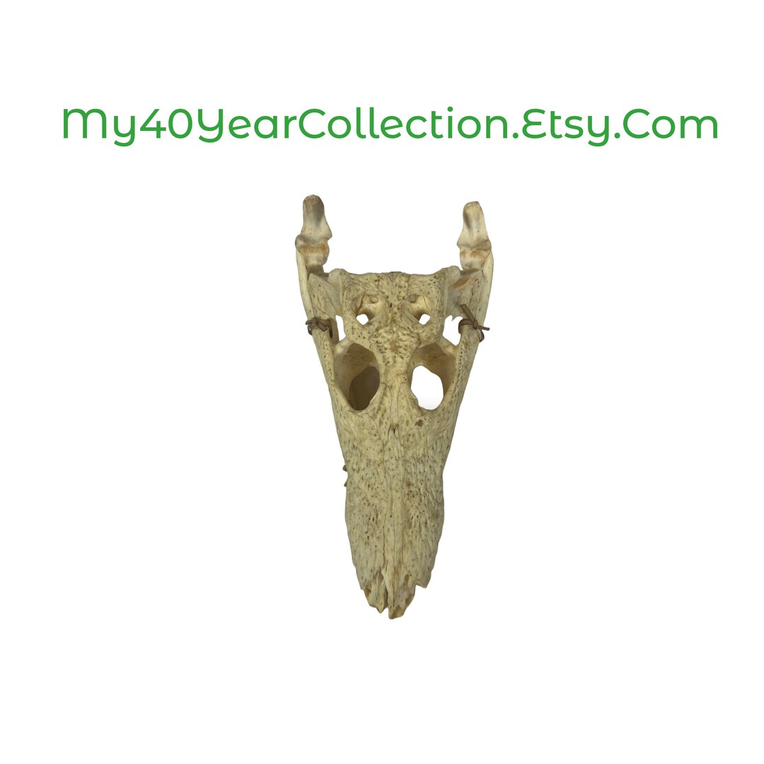 Vintage Skull - Crocodile Skull - Cranium and Jaw Tied Together ...