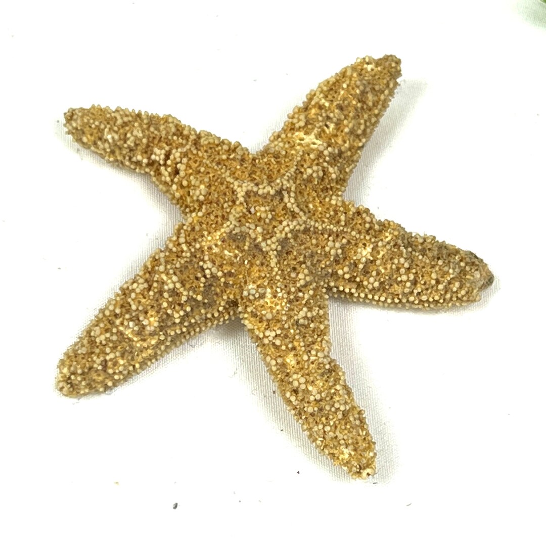Vintage North Florida Dried Starfish L - Coastal Decor - Shell for ...