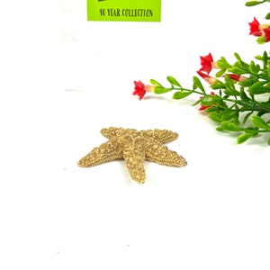 Vintage North Florida Dried Starfish L - Coastal Decor - Shell for ...