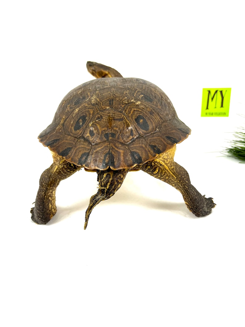 Vintage Taxidermy Turtle - Antique Female Yellow Bellied Turtle - Lodge ...