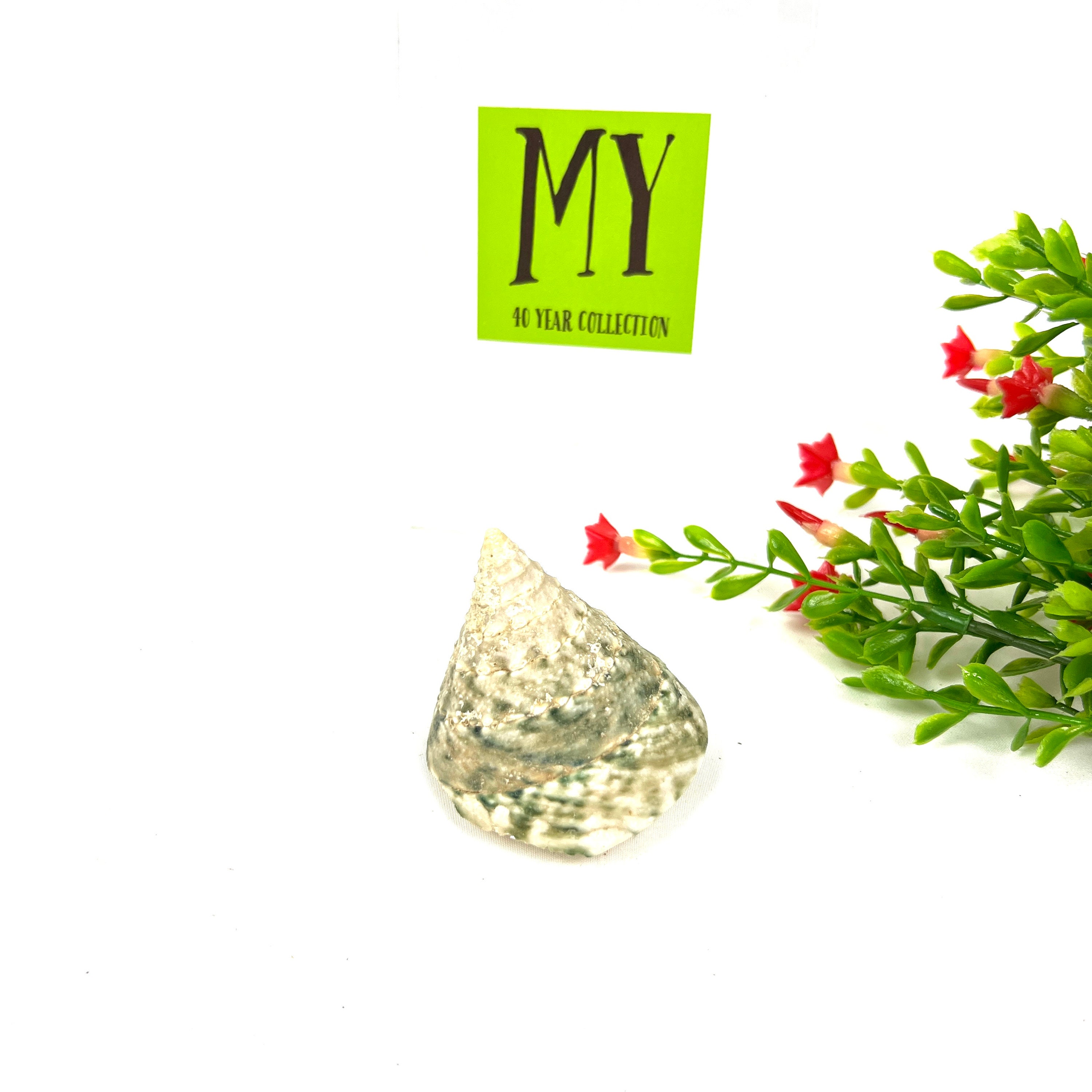 Vintage Green Trochus Sea Shell: Coastal Decor, Aquarium Prop - Etsy