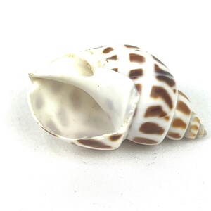 Vintage Genuine Dried Sea Snail Shell Babylonia Areolata Coastal Decor ...