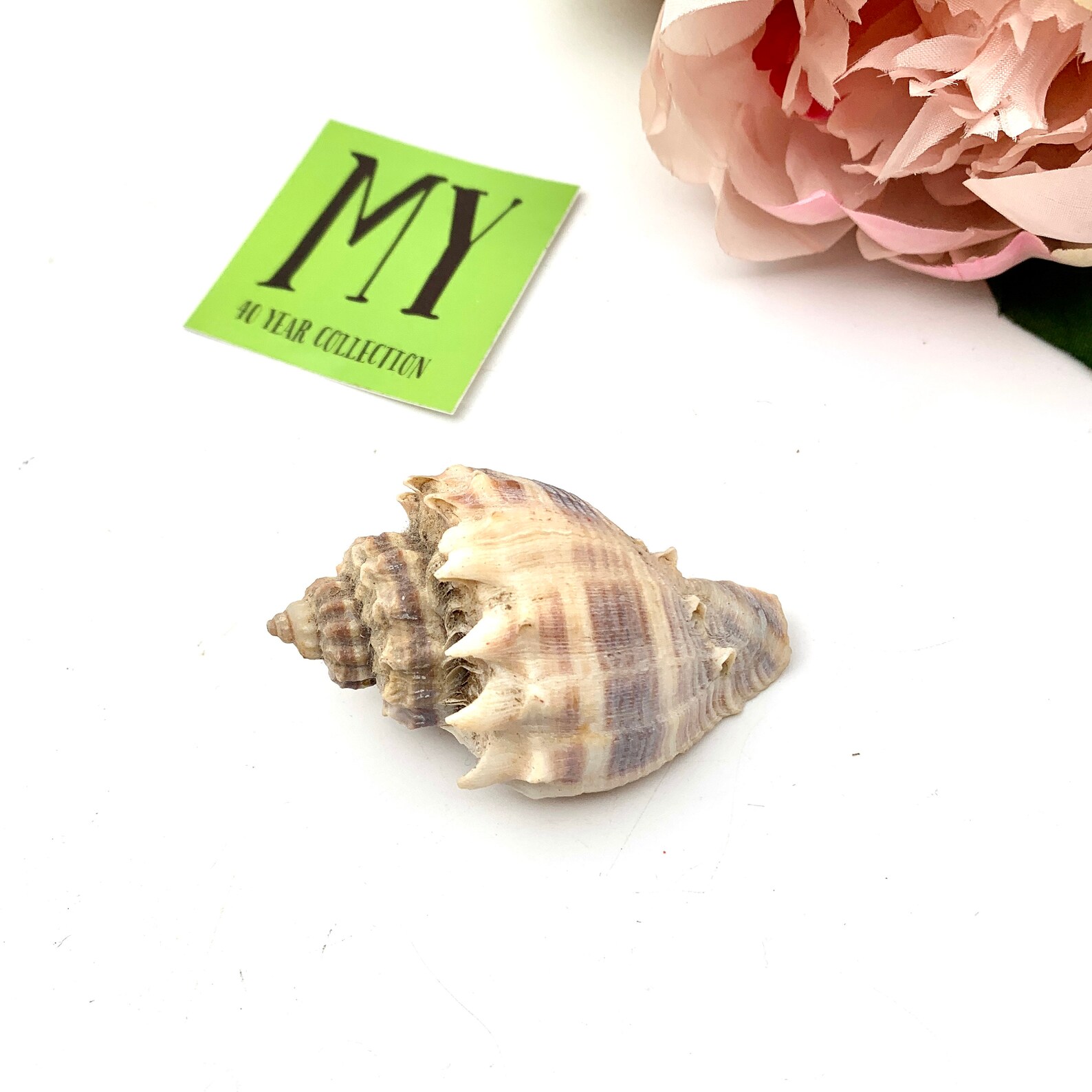Vintage Crown Conch Shell Coastal Decor Shell for Craft | Etsy