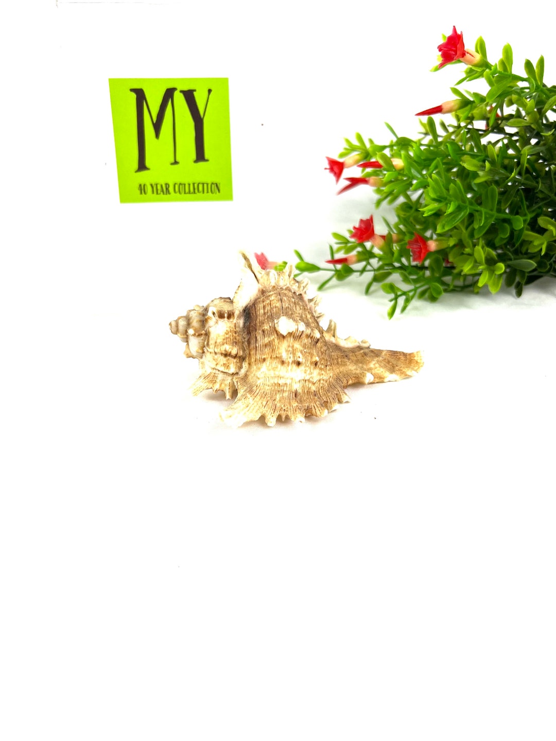 Vintage Murex Sea Shell: Coastal Decor, Aquarium Sculpture - Etsy