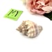 Vintage Crown Conch Shell Coastal Decor Shell for Craft Aquarium ...