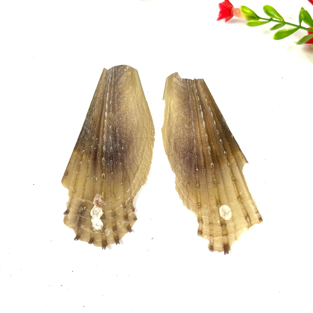 Vintage Fin Like Sea Shell Pieces - Dark Brown Gray Shells Coastal ...