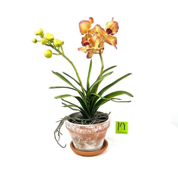 Vanda Orchid - Etsy