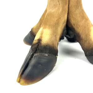 Vintage Lamp - Taxidermy African Kudu Hoof Lamp - Safari Lodge Decor ...