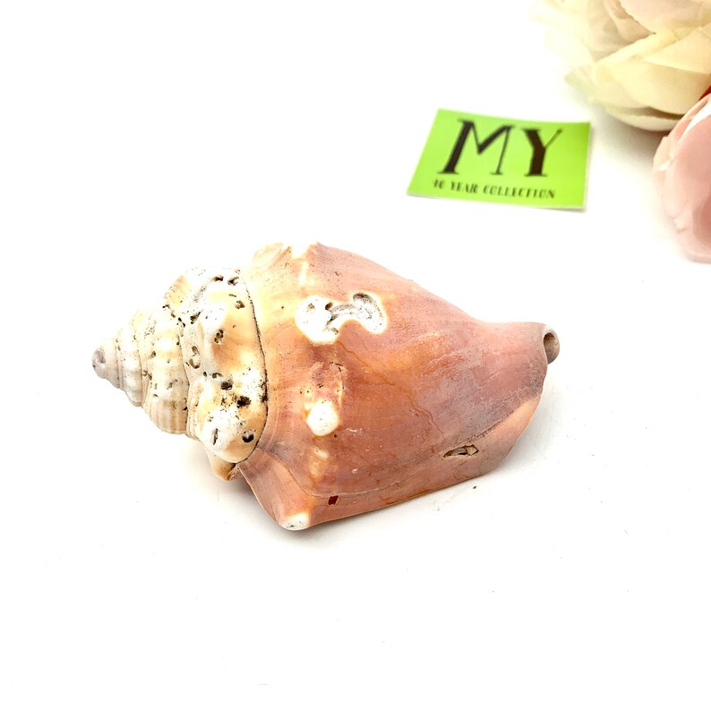 Vintage Aged Crown Conch Shell Coastal Decor Shell for Craft - Etsy
