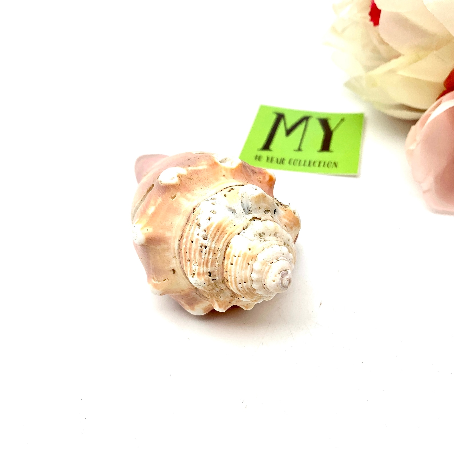 Vintage Aged Crown Conch Shell Coastal Decor Shell for Craft - Etsy