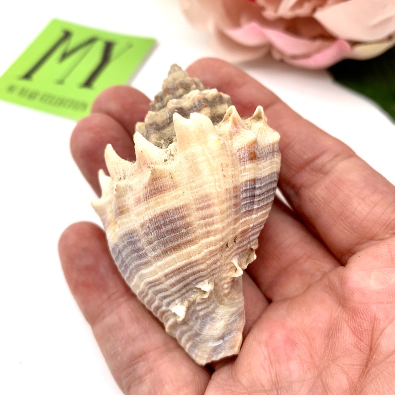 Vintage Crown Conch Shell Coastal Decor Shell for Craft | Etsy