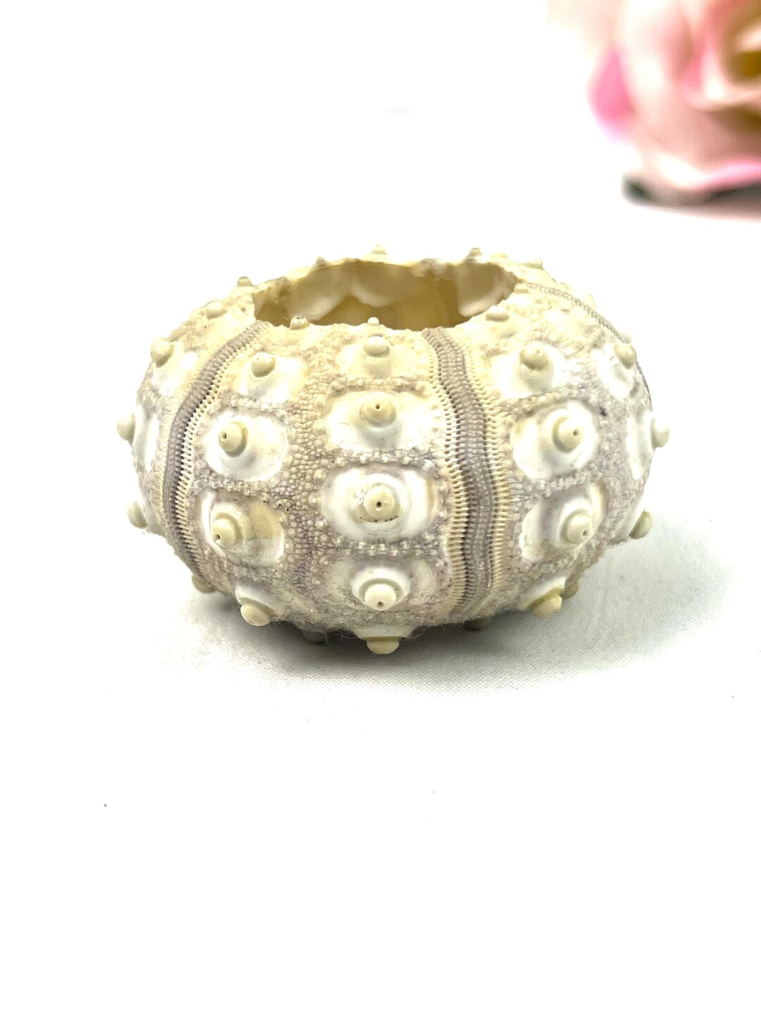 Vintage Sea Shell - Beige Brown Color Urchin - Coastal Beach Decor ...