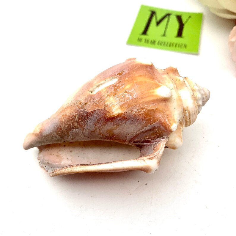 Vintage Aged Crown Conch Shell Coastal Decor Shell for Craft - Etsy