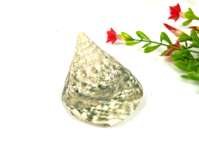 Vintage Green Trochus Sea Shell - Coastal Decor Shell for Craft ...