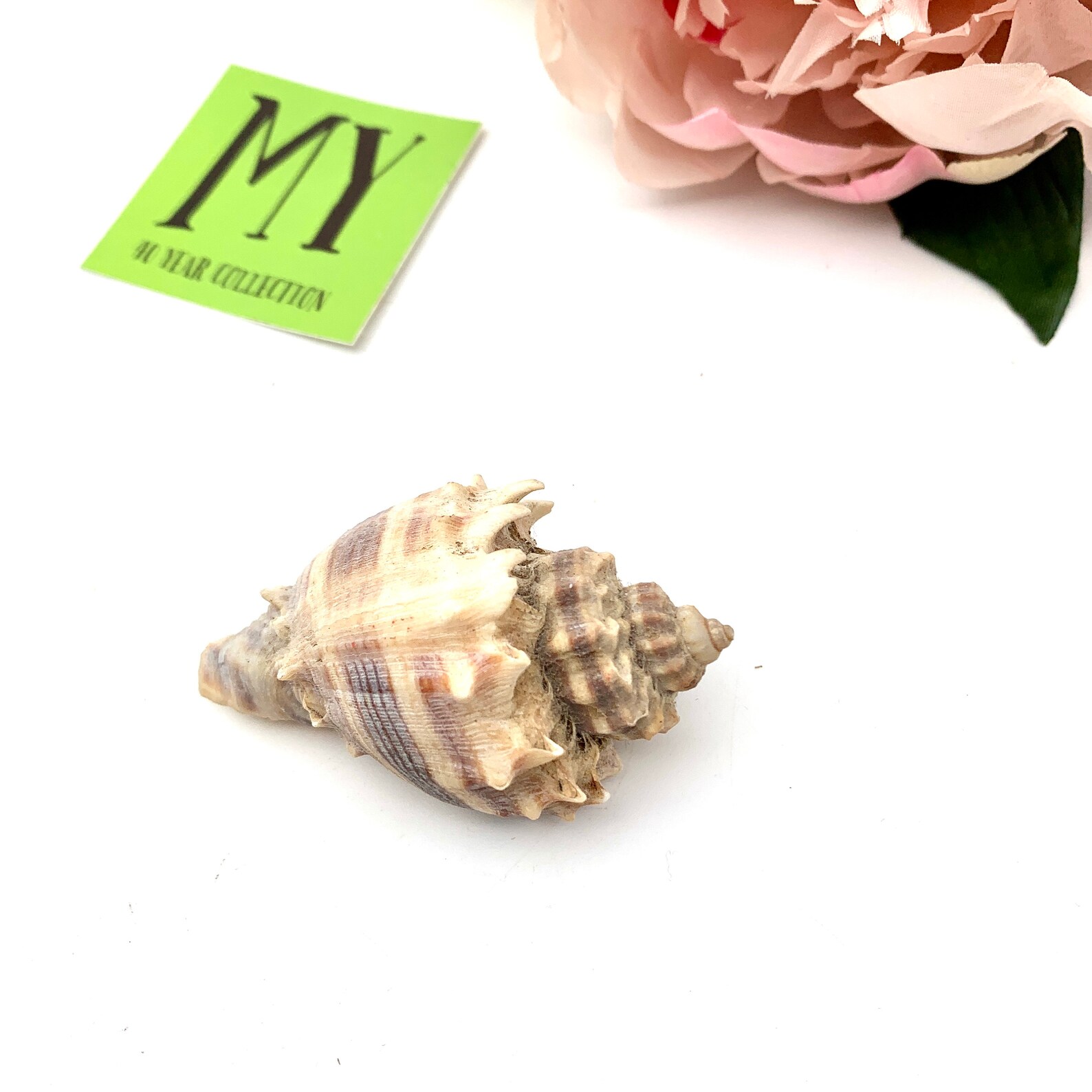 Vintage Crown Conch Shell Coastal Decor Shell for Craft | Etsy