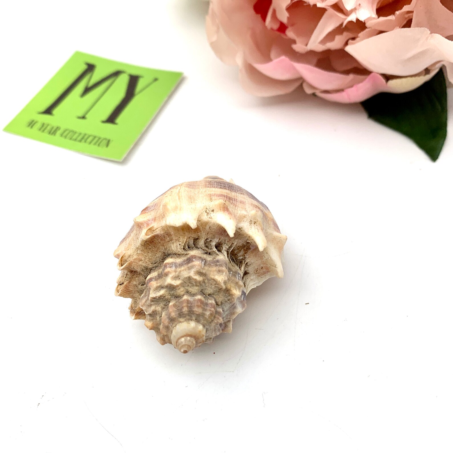 Vintage Crown Conch Shell Coastal Decor Shell for Craft - Etsy