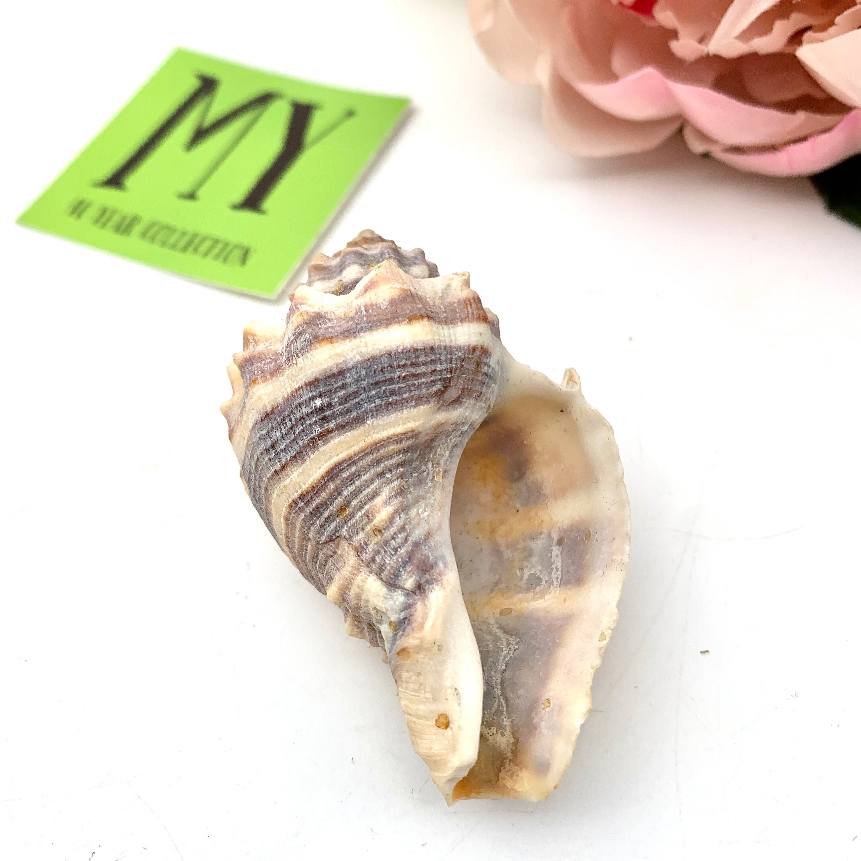 Vintage Crown Conch Shell Coastal Decor Shell for Craft | Etsy