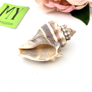 Vintage Crown Conch Shell: Coastal Decor Sea Sculpture - Etsy