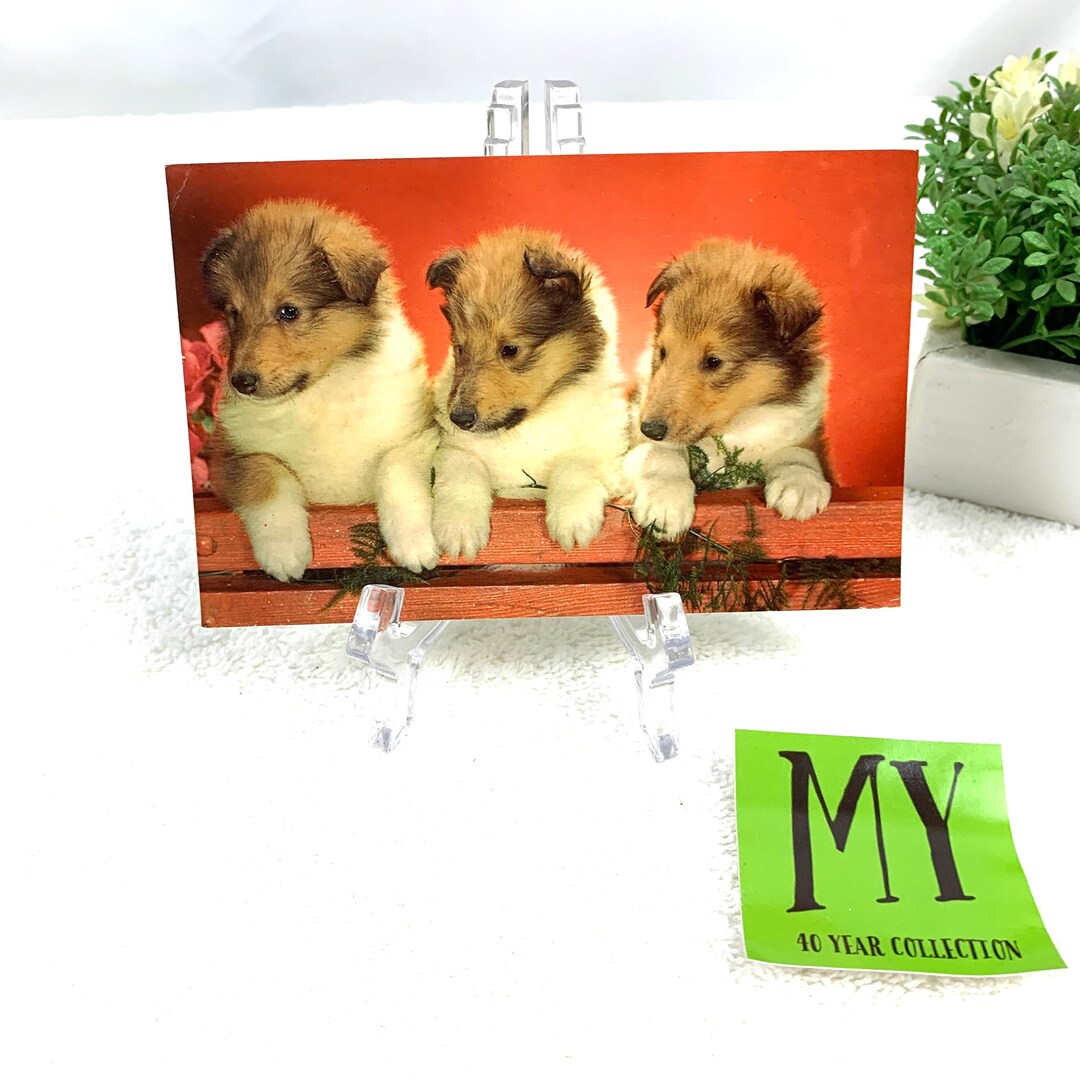 Vintage Three Baby Collies Shelties Postcard 1970's Used Chrome ...