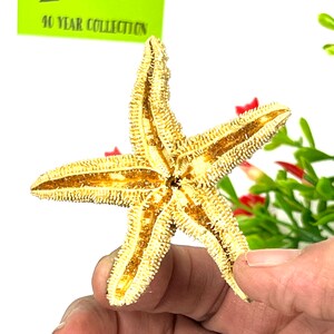 Vintage North Florida Dried Starfish L - Coastal Decor - Shell for ...