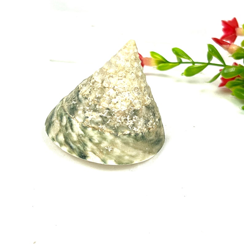 Vintage Green Trochus Sea Shell Coastal Decor Shell for - Etsy