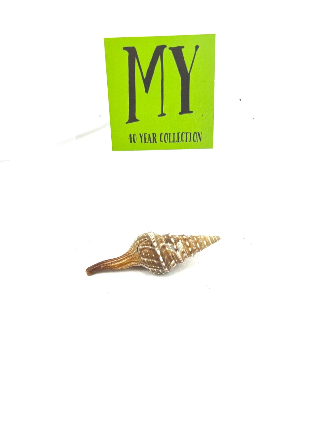 Vintage Sea Shell - Indian Turrid - Gemmula Indica Seashell - Rare Find ...