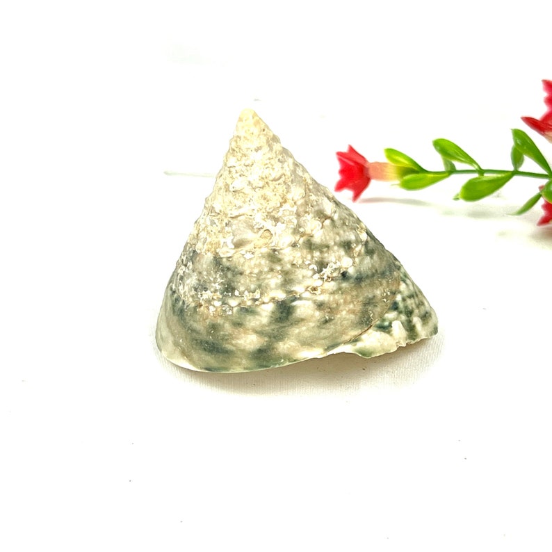 Vintage Green Trochus Sea Shell Coastal Decor Shell for - Etsy