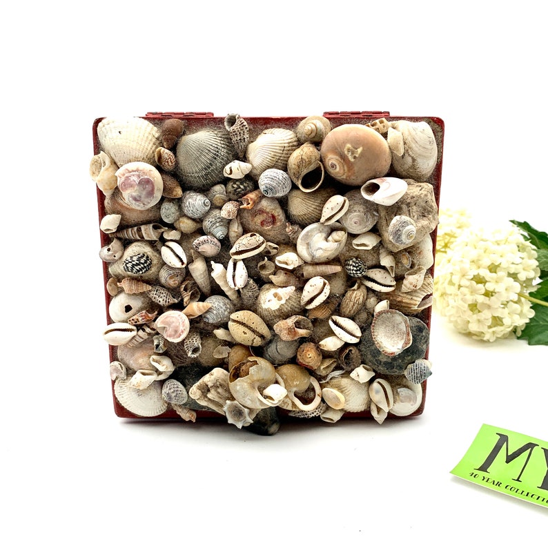 Vintage Handmade Seashell Trinket Box: Red Wooden Coastal Decor - Etsy