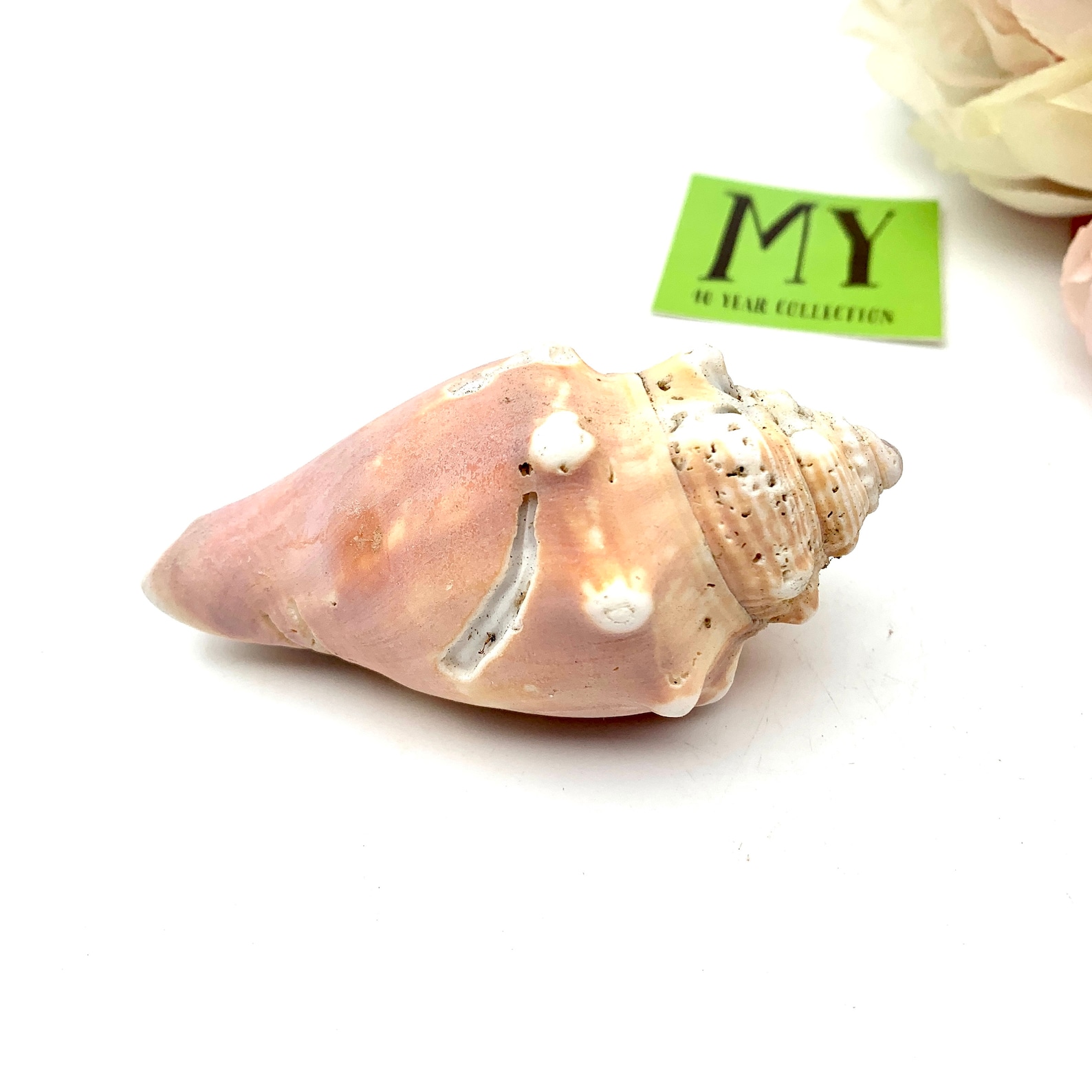 Vintage Aged Crown Conch Shell Coastal Decor Shell for Craft | Etsy